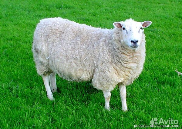 Бараны на мясо