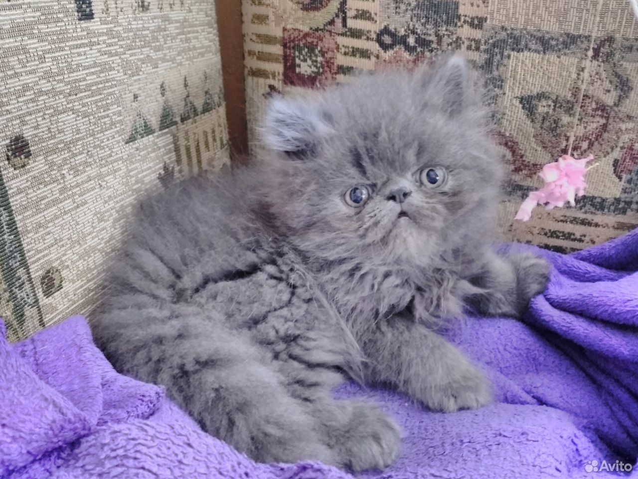 Шикарные персидские и экзотические котята