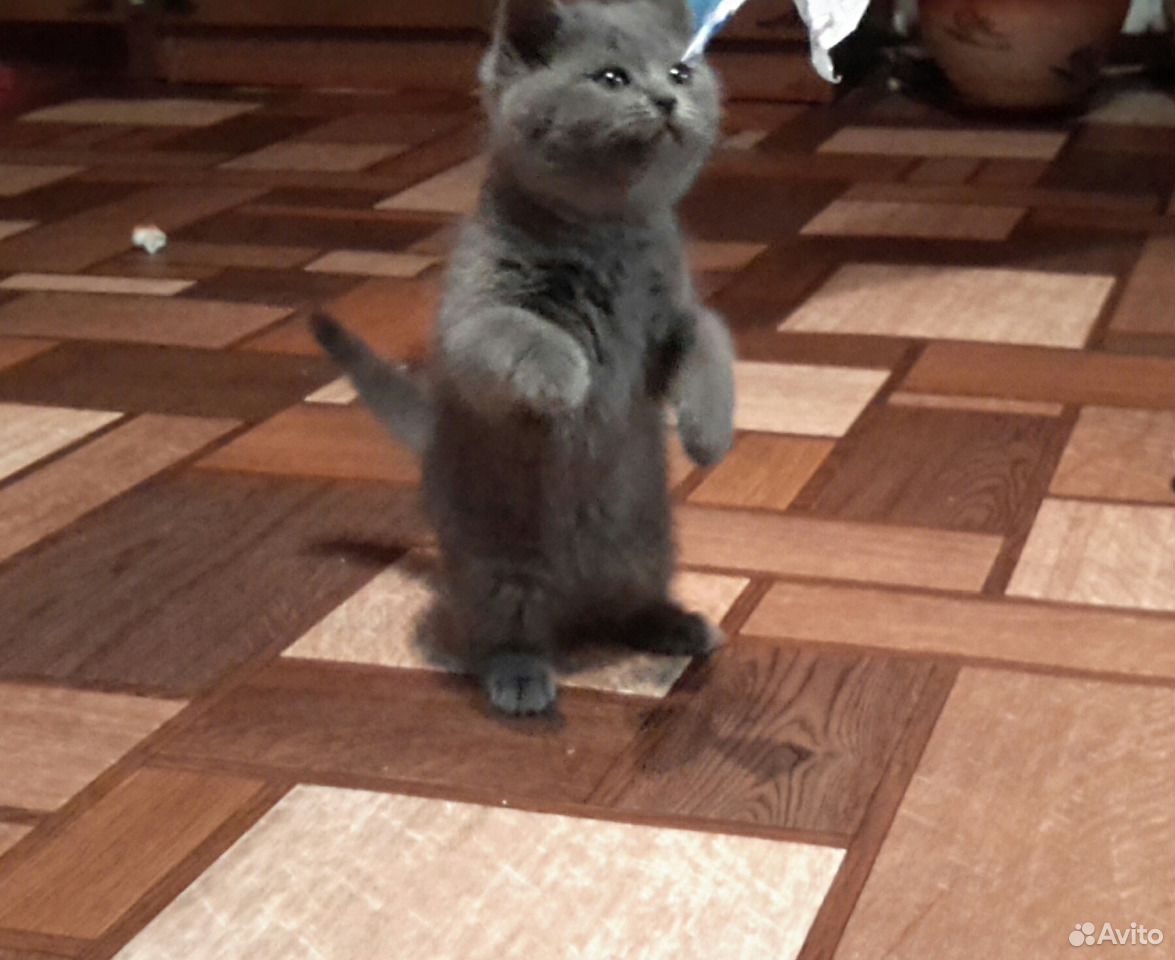Котята британцев