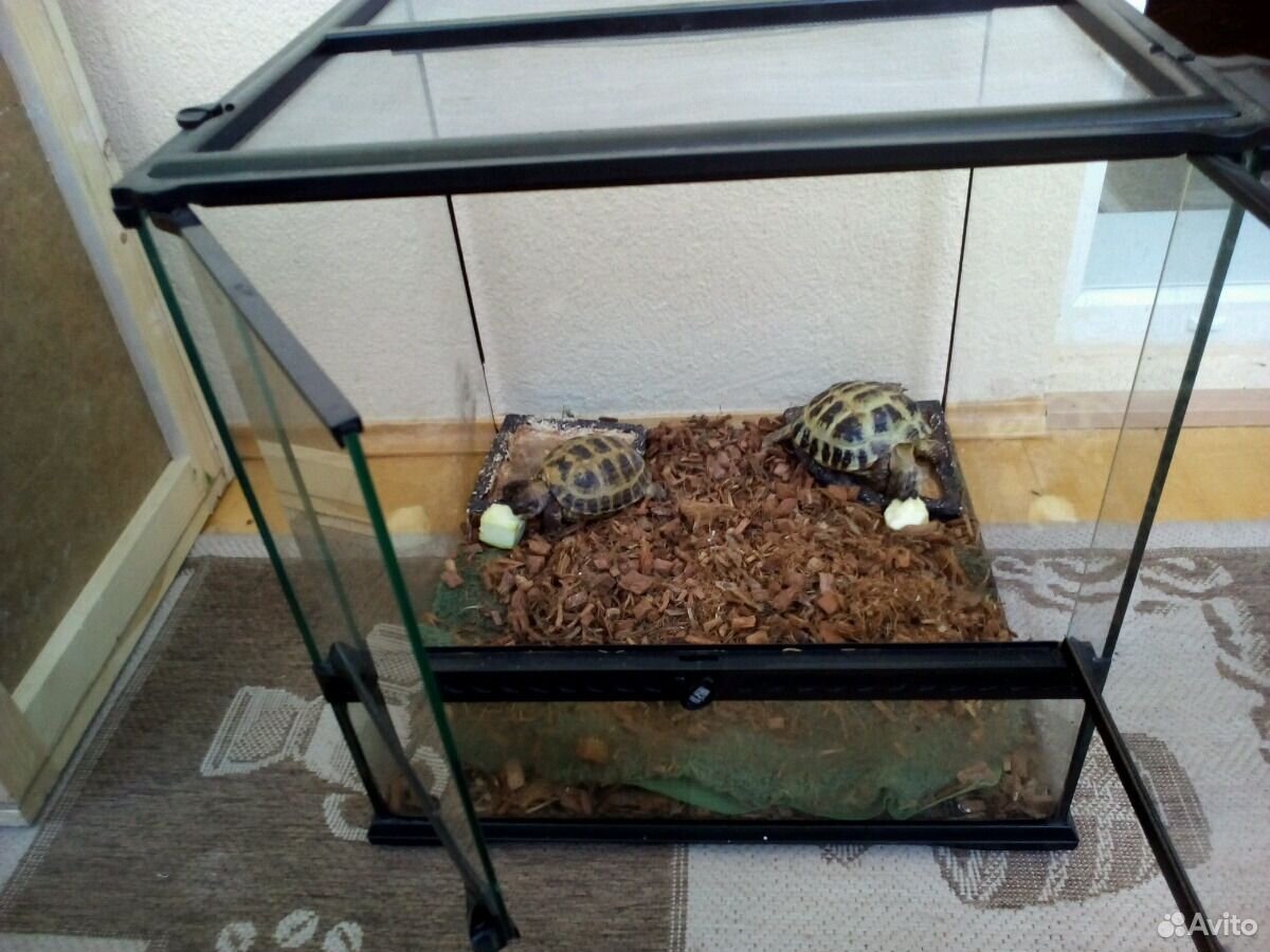 Шуша и Шаша