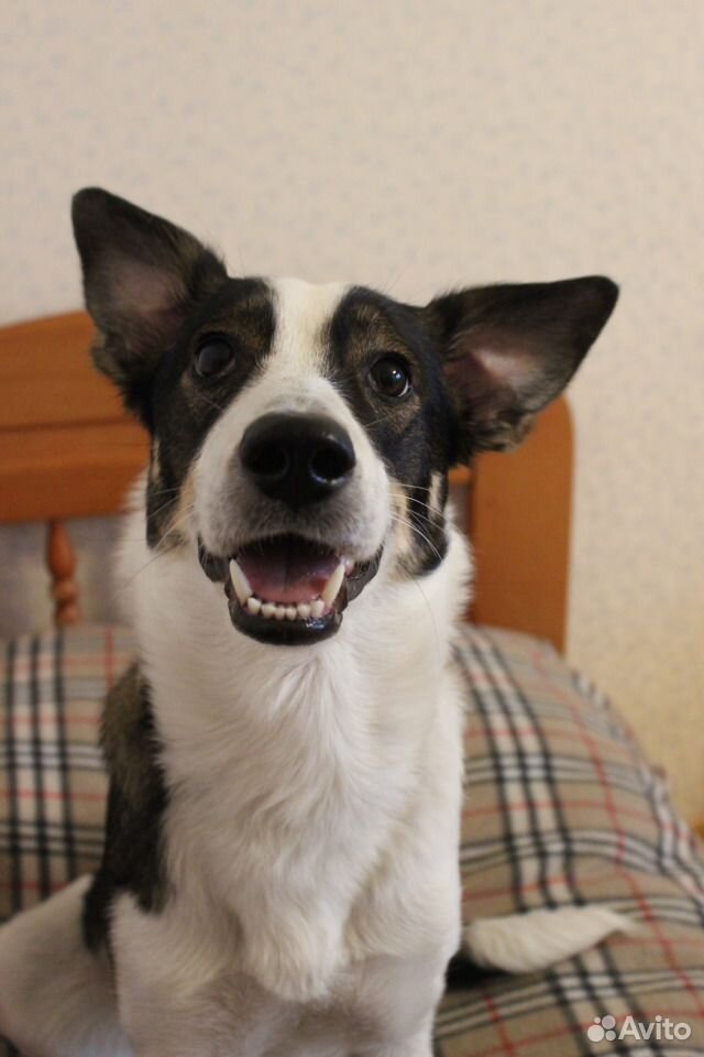 Красавица Леся в добрые руки