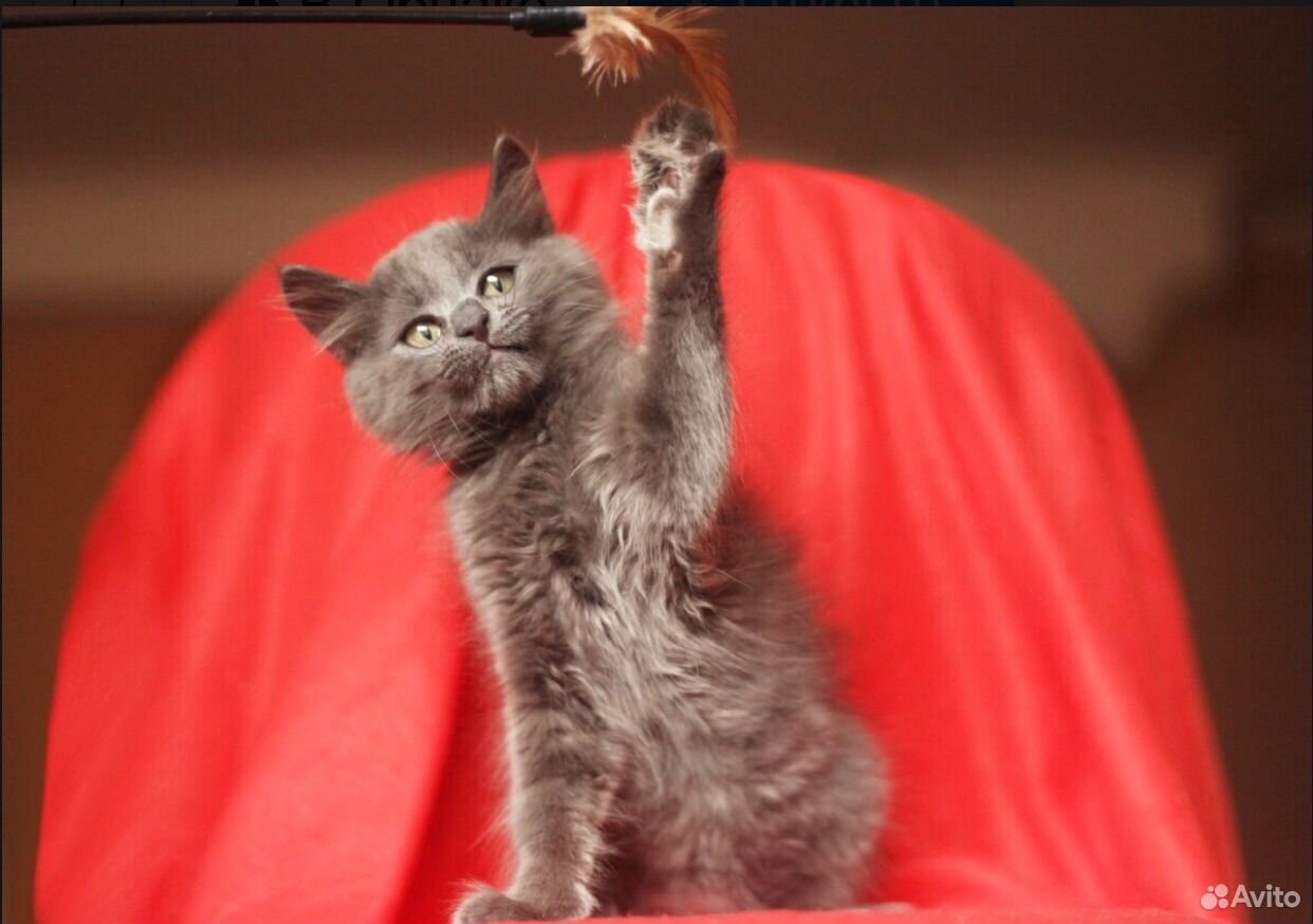 Котёнок в дар