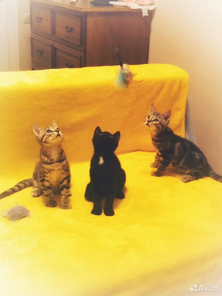 Котята в дар