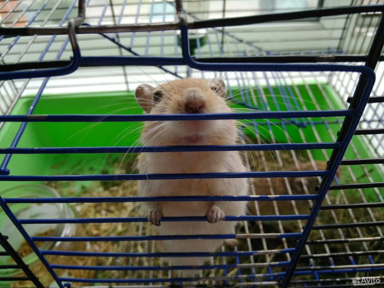 Мыши песчанки, молодые