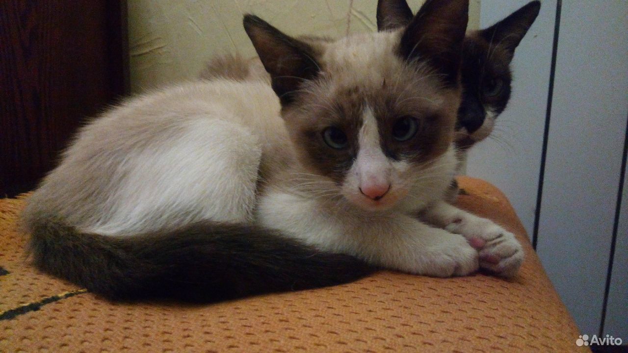 Сиамские котята Сноу-шу
