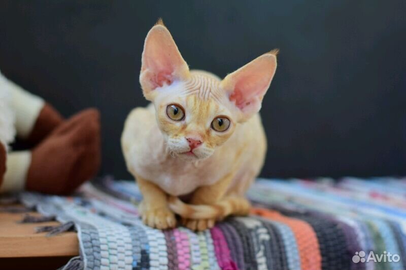 Рыжая Лисичка