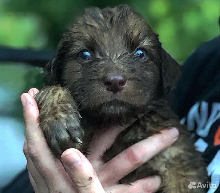 Ищем родителей щенятам деткам сироткам