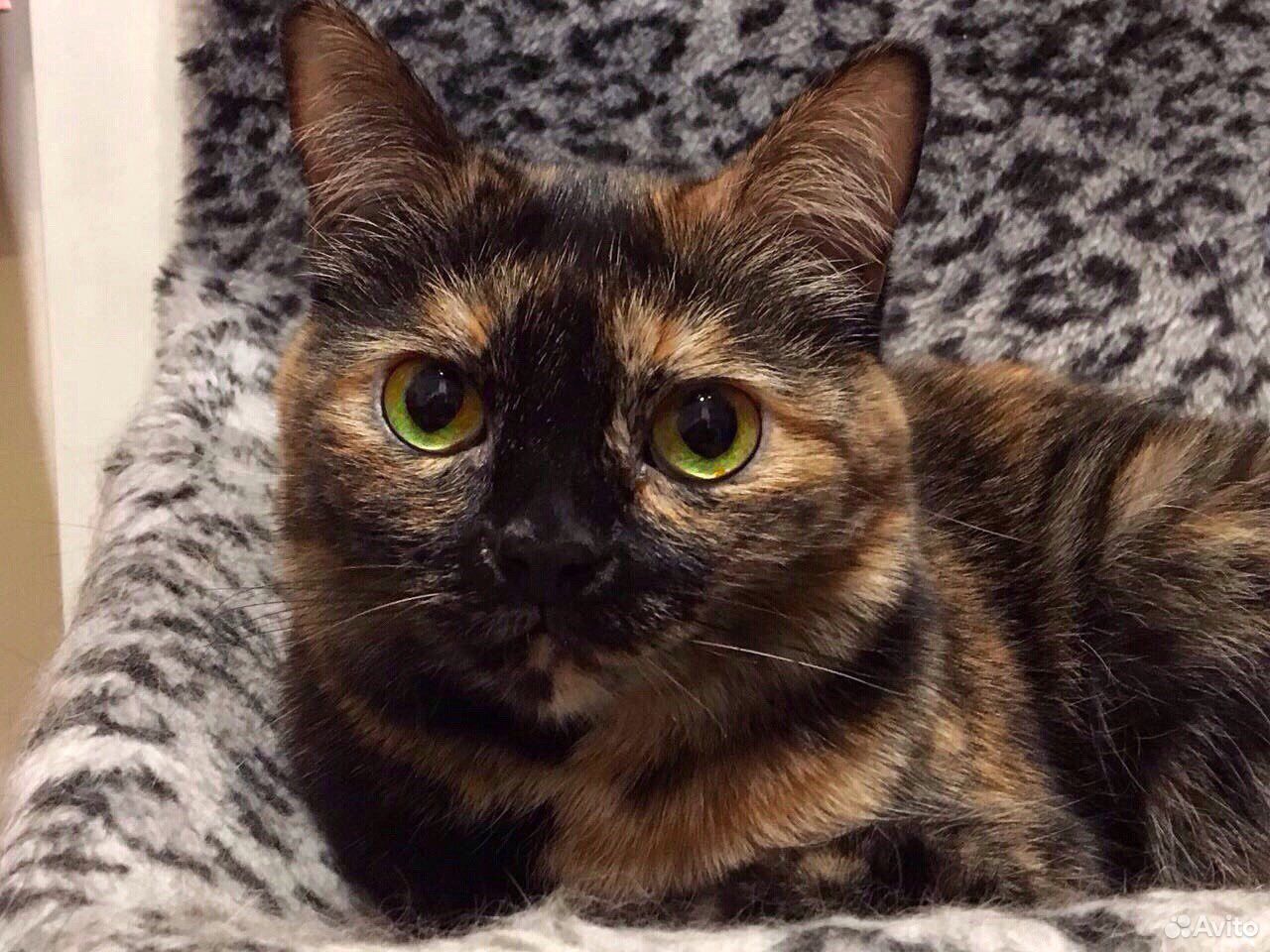 Ласковая 4цветная кошечка в дар, 5 лет