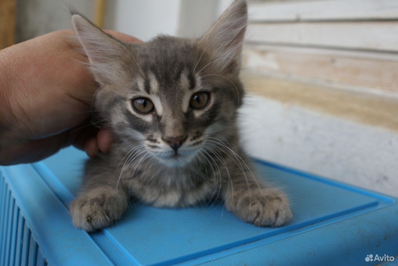 Котёнок с голубой шерстью