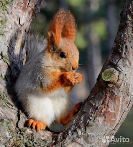 Белки и бельчата