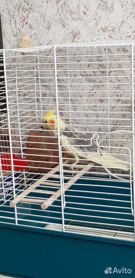 Отдам в хорошие руки