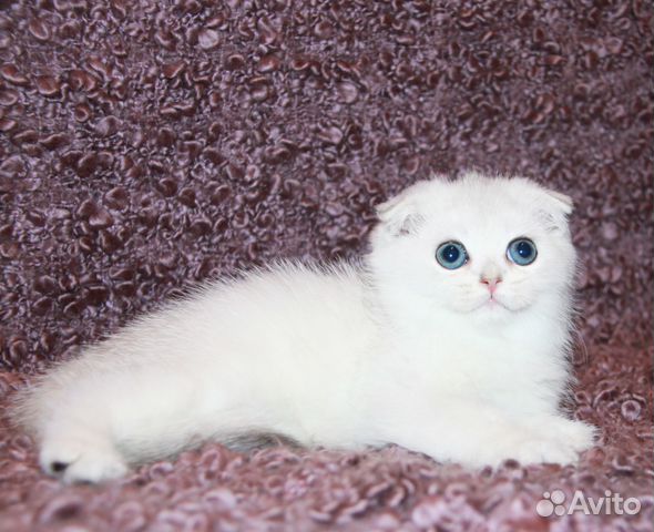Шикарная Вислоушка Шиншиллка котик Майк