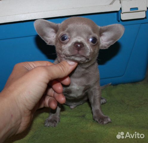 Чихуахуа супер-мини Лиловый Перчик