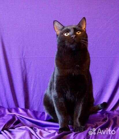 Очень красивая, черная кошечка