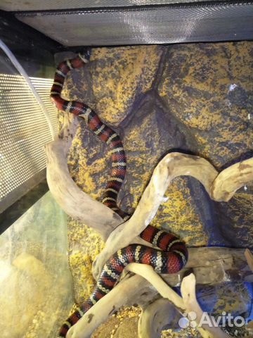 Молочная змея западномексиканская