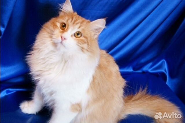 В дар котик
