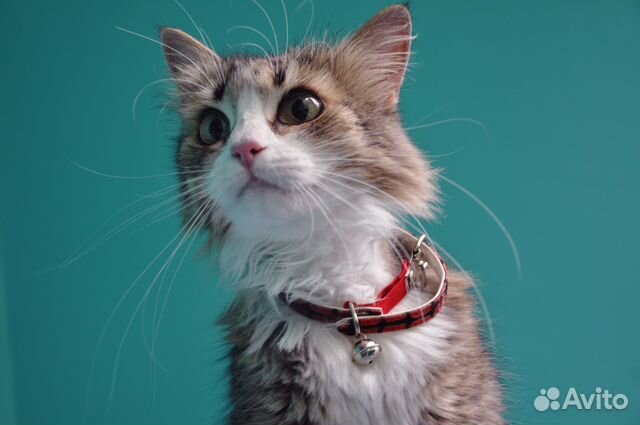 Кошечка с огромными и грустными глазами