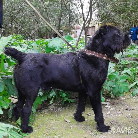 Серьезный, умный пес-гигант 75 см в холке
