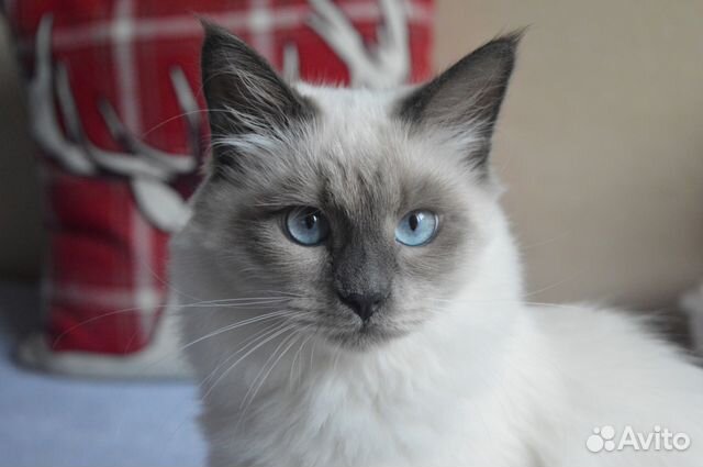 Малышка Сабрина