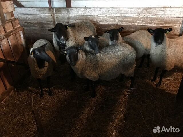 Продаю овец с ягнятами