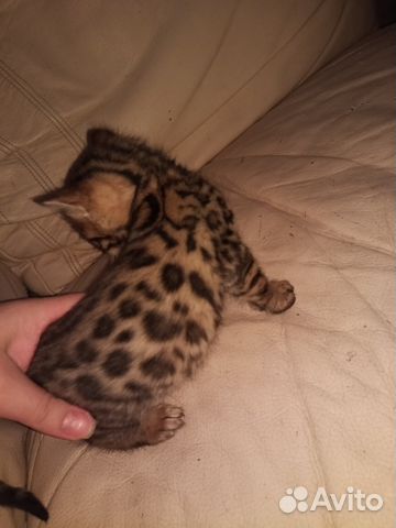 1,5 мес котята очень милые малютки