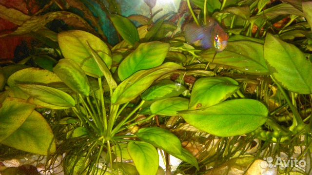 Анубиас нано