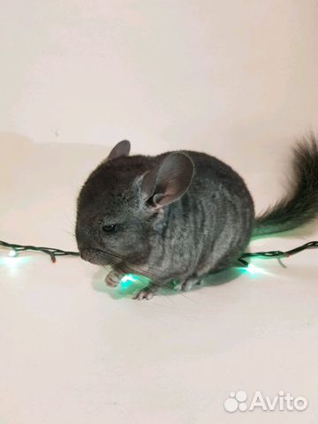 Шиншилла мальчик средний Эбони