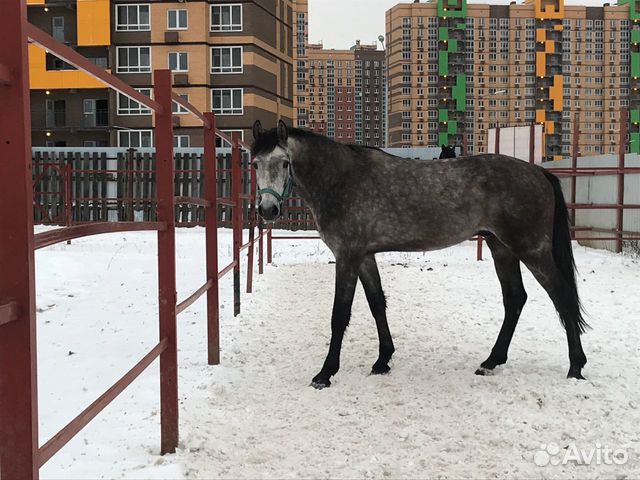 Иноходец Орловский рысак
