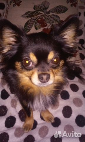 Жених чихуахуа