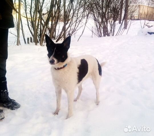 Мелкая хорошенькая собачка