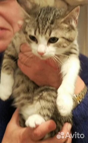 Кошечка ищет дом