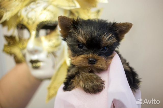 Маленькая принцесса