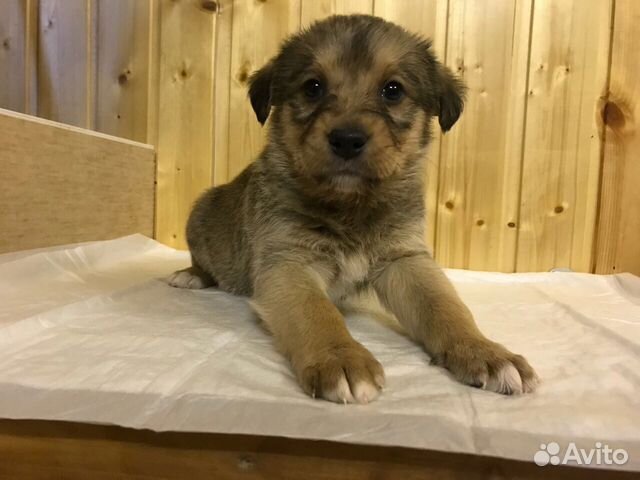 Мальчик-пушистик