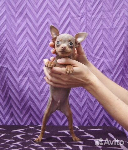 Щенки русского тоя