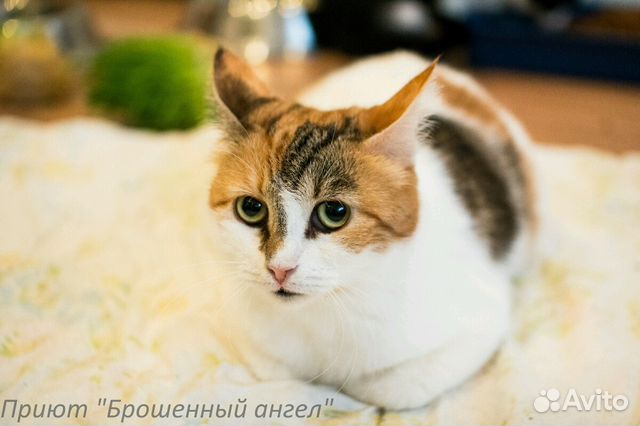 Трехцветное счастье в добрые руки