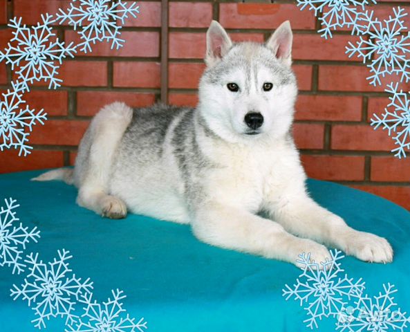 Сибирская хаски