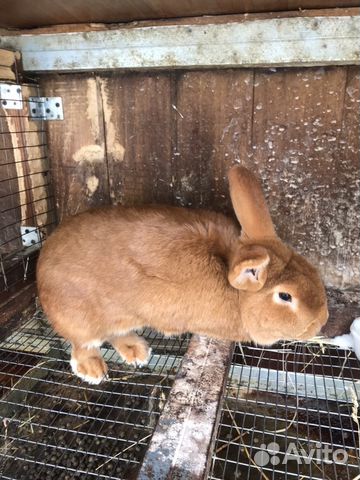 Кролик, новозеландский - красный, мальчик зовут Ры