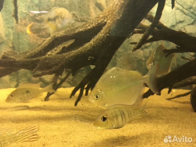 Продам стаю метинисов