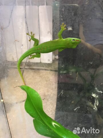 Малыши мадагаскарской фельзумы