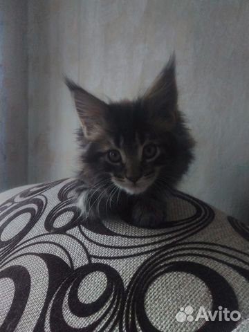 Маленький мейн-куненок