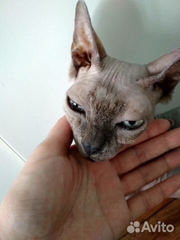 Отдам ласковую взрослую бесшерстную кошку