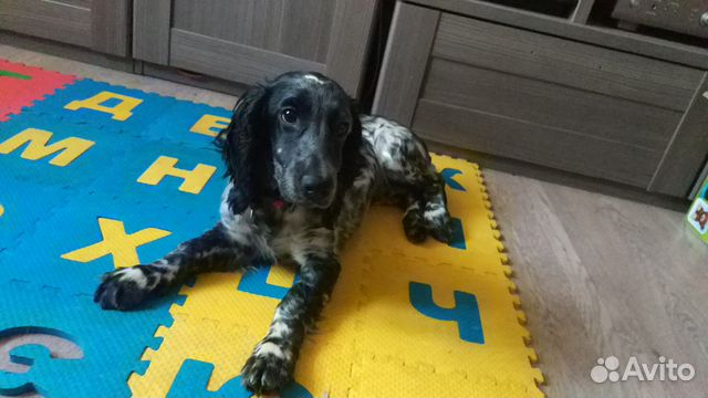 Продается щенок Русского охотничьего спаниеля