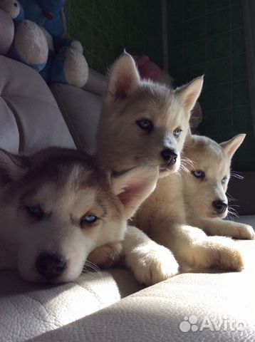 Три замечательных волченка