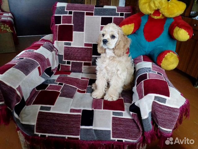 Красивый американ/кокер 4мес- на зависть всем