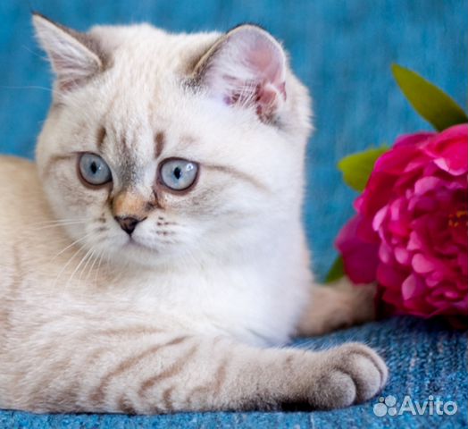 Лучшая девочка в помёте