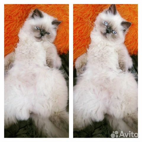 Персидская кошка для вязки