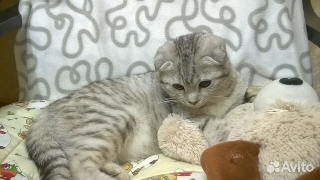 Шотландская девочка Скоттиш Фолд 6 мес