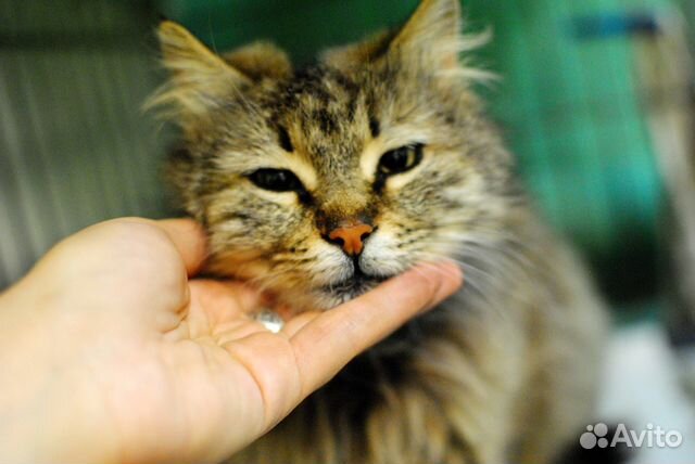 Неимоверно пушистая сибирячка ищет дом