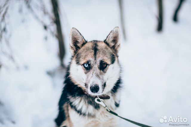 Красавица Бакса, 2 года, ищет дом