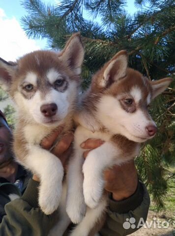 Хаски рыженькие девочки